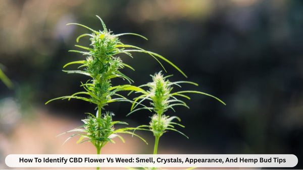 CBD Flower vs Weed: Simple Guide to Telling Them Apart – ShopZaza