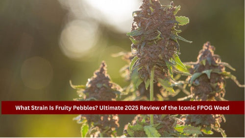 Fruity Pebbles Strain Review 2026: Benefits & Genetics – ShopZaza