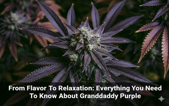 Granddaddy Purple Strain Guide – Aroma & Growing Tips ...