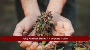 Jolly Rancher Strain Effects, Flavour, THC & Growing Guide – ShopZaza