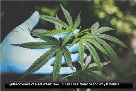 Synthetic Weed vs Real Weed: Key Differences & Safety Guide – ShopZaza