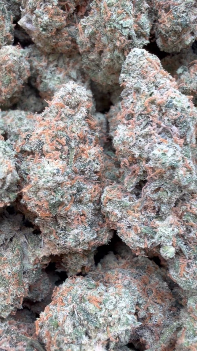Super Jack Indoor - Bulk - Hybrid – ShopZaza