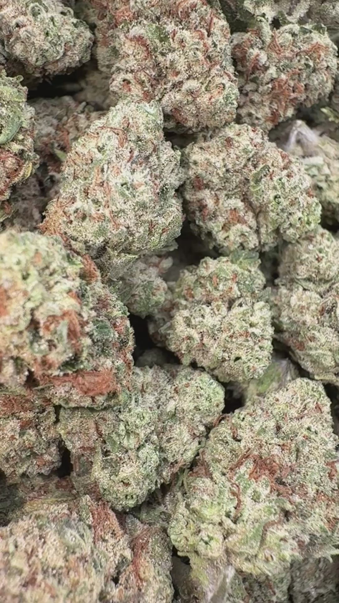 Raspberry Kush - Bulk - Indica – ShopZaza