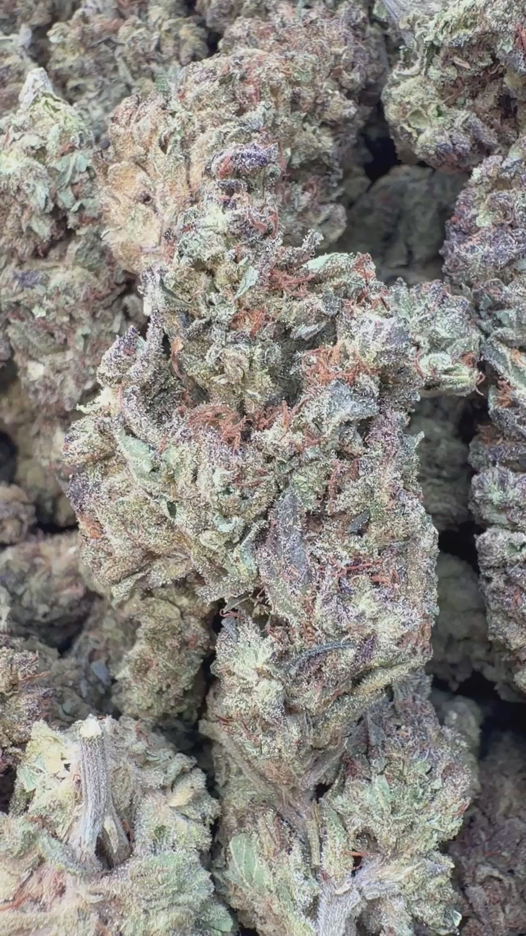 Do Si Dos - Bulk - Indica – ShopZaza