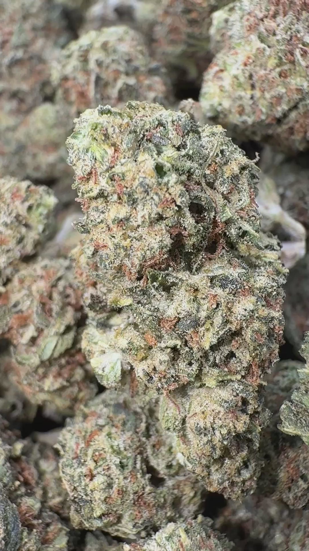 Super Jack - Bulk - Hybrid – ShopZaza